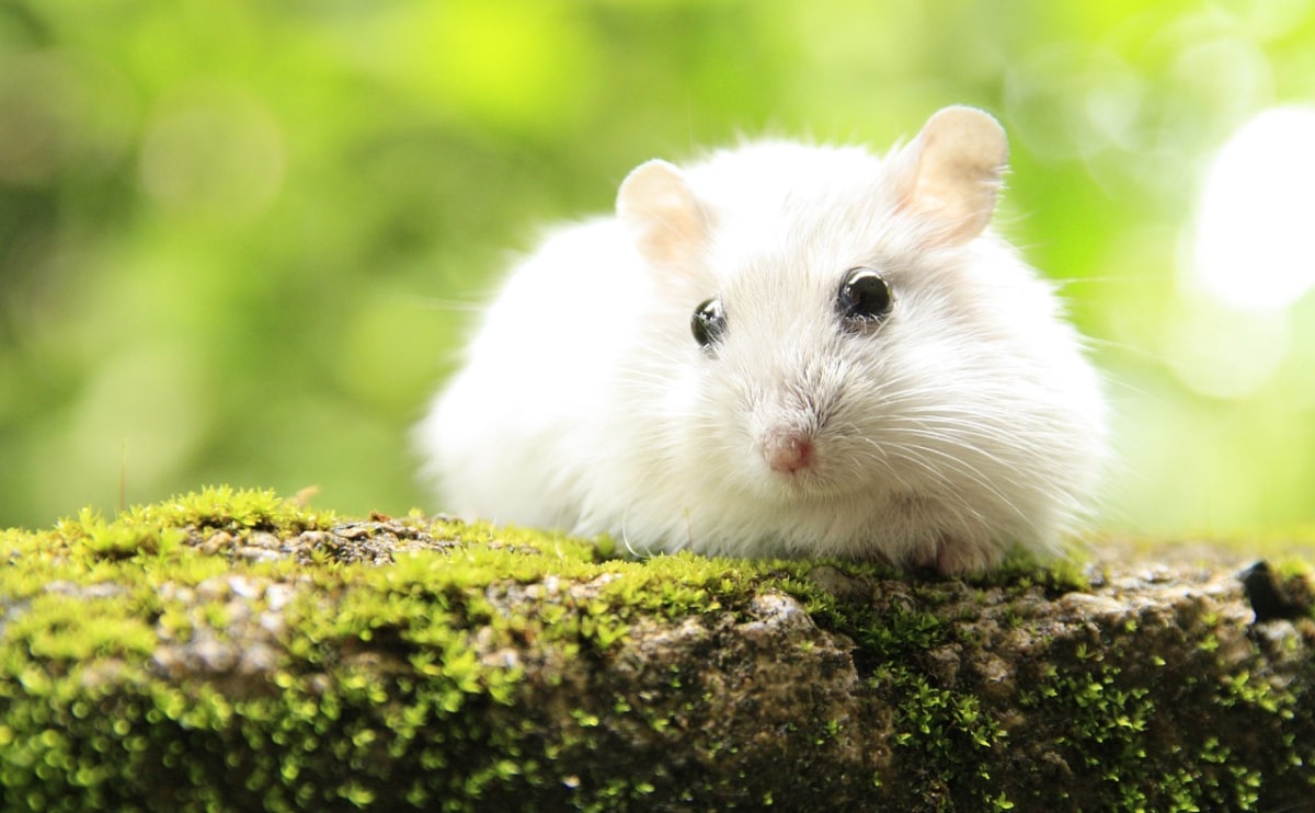 The 30 Best Saltwater Fish for Your Tank – Parapharmacie Ennour