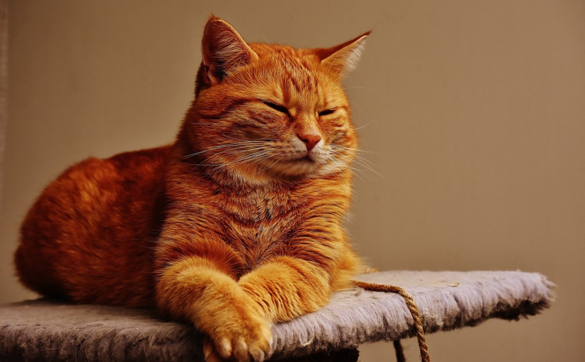 The 30 Best Saltwater Fish for Your Tank – Parapharmacie Ennour